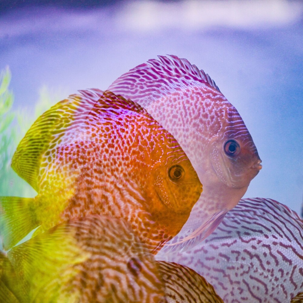 Über die AQUA-FISCH | AQUA-FISCH